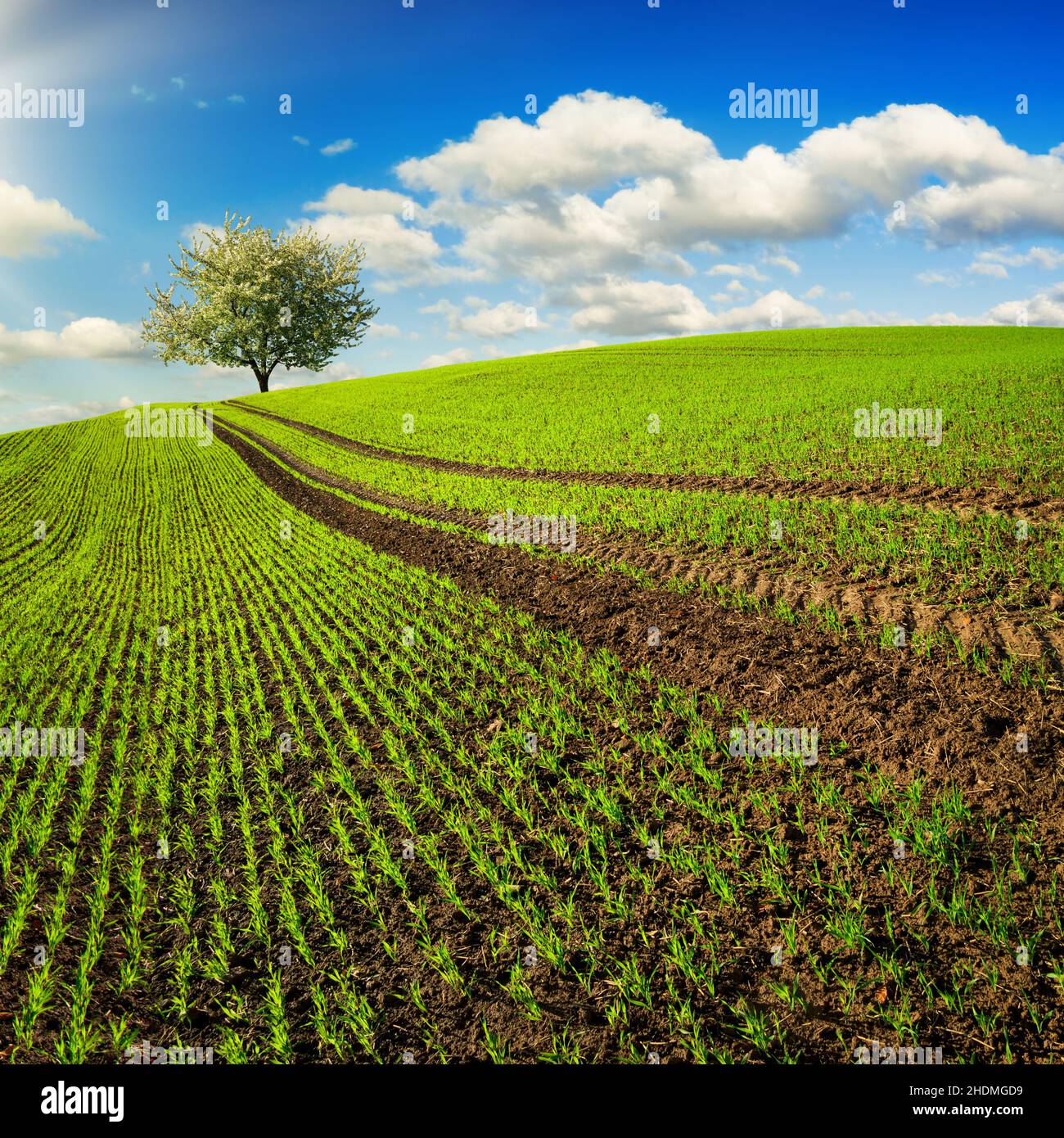 Seeds arable hi-res stock photography and images - Alamy