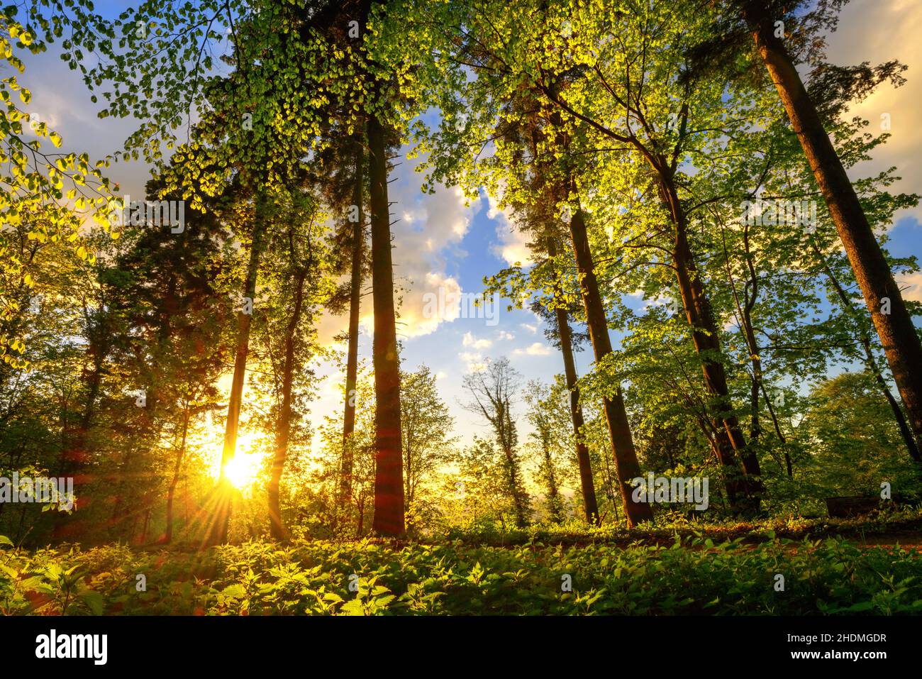 Woodland woodland woodland woodland sunlights hi-res stock photography ...