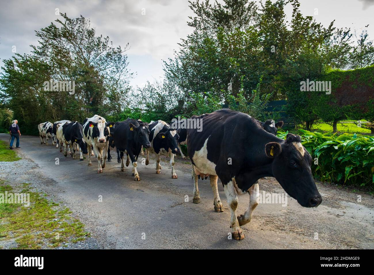 bringing the cows home Stock Photo - Alamy bringing the cows home Stock Photo - Alamy