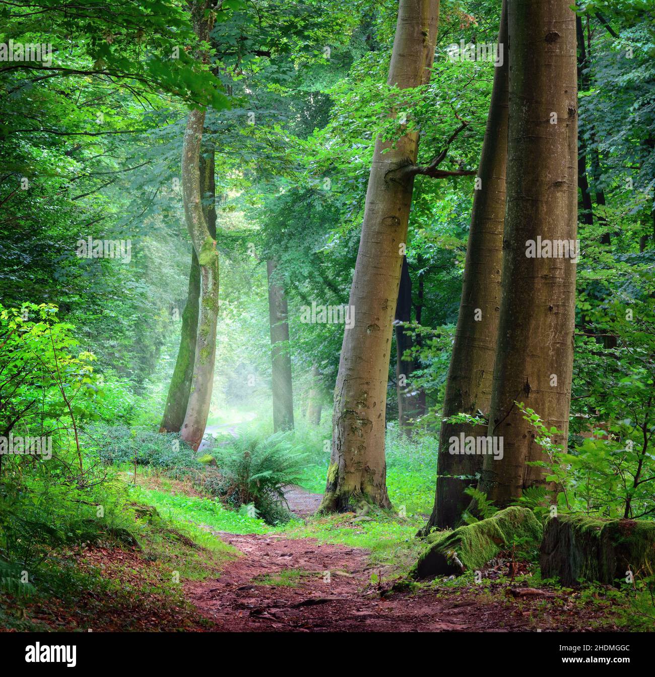 forest, path, deciduous forest, forests, wood, woodland, woods, paths ...