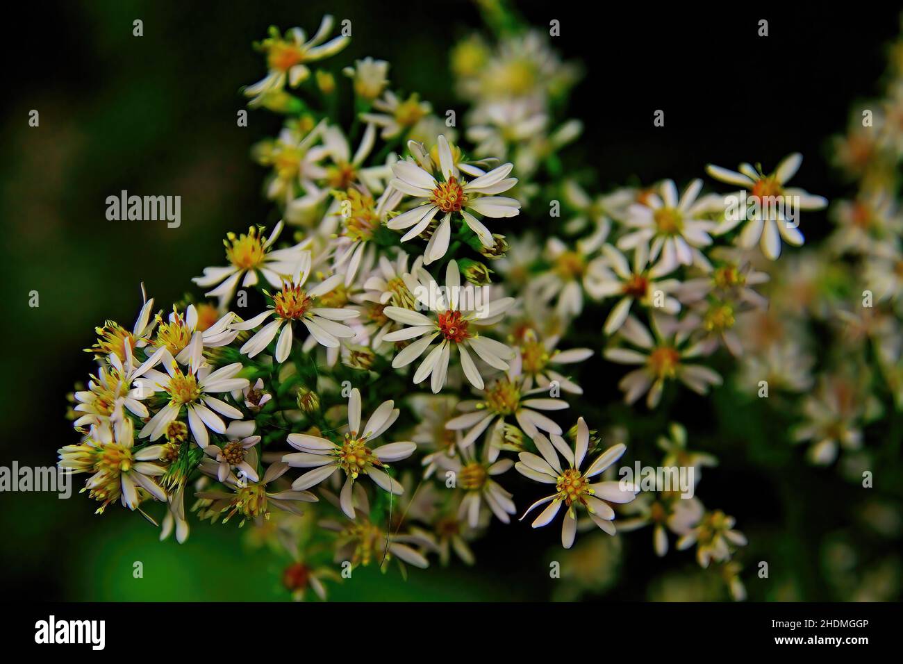 White daisy-like wildflower at Interstate State Park in St. Croix Falls ...
