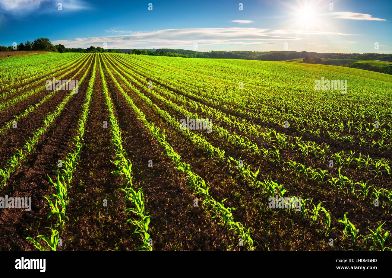 field, arable, corn, fields, arables, corns Stock Photo - Alamy