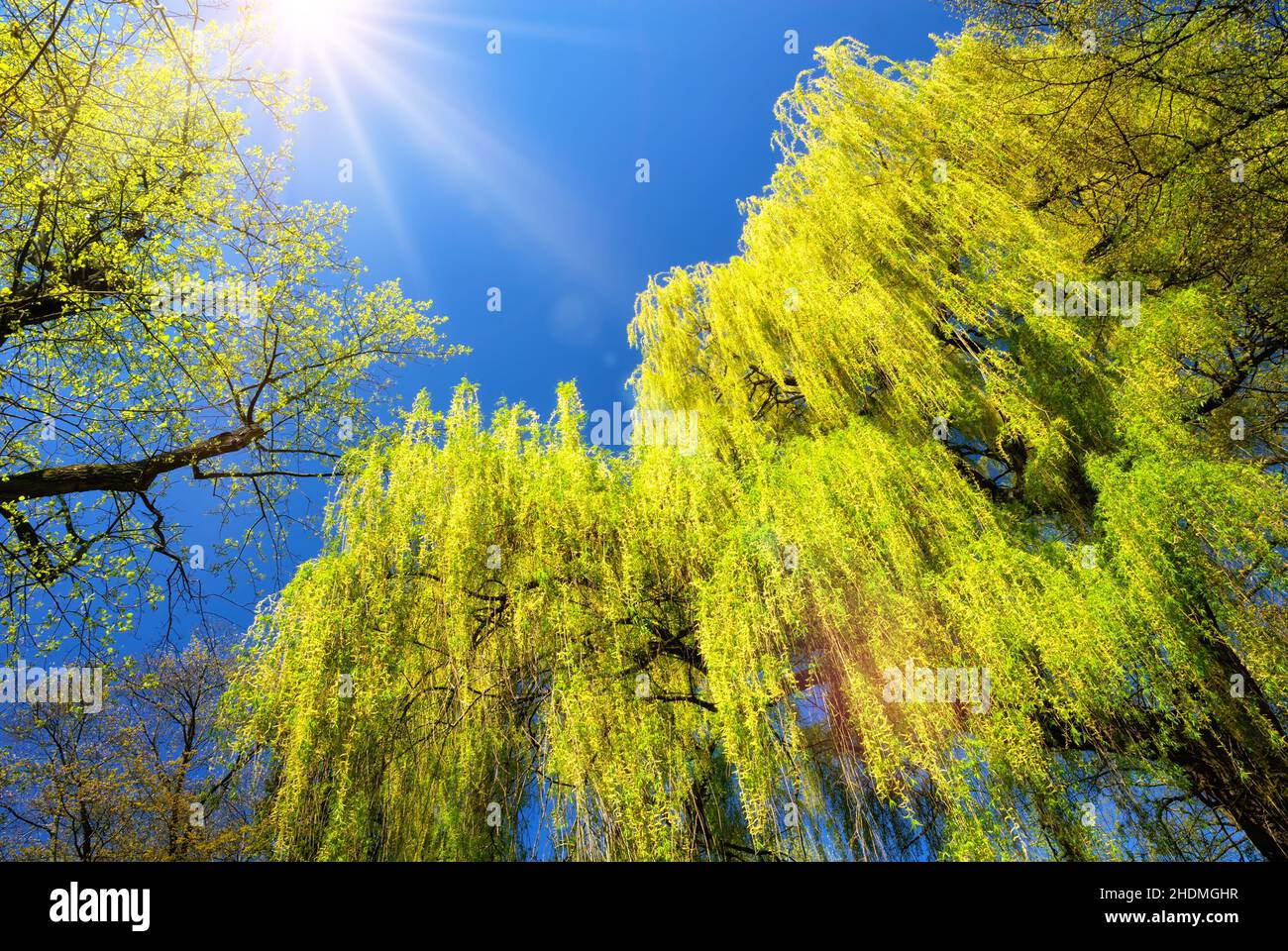 sunlight, sunbeams, spring, sun ray, sun rays, sunbeam, sunlights ...