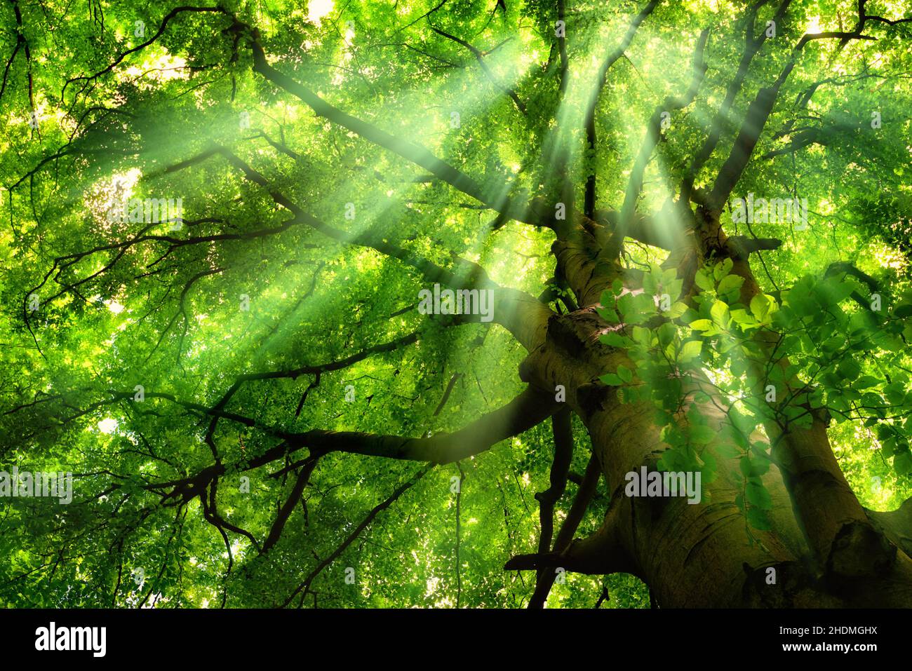 sunlight, spring, tree canopy, sun ray, sun rays, sunbeam, sunbeams ...