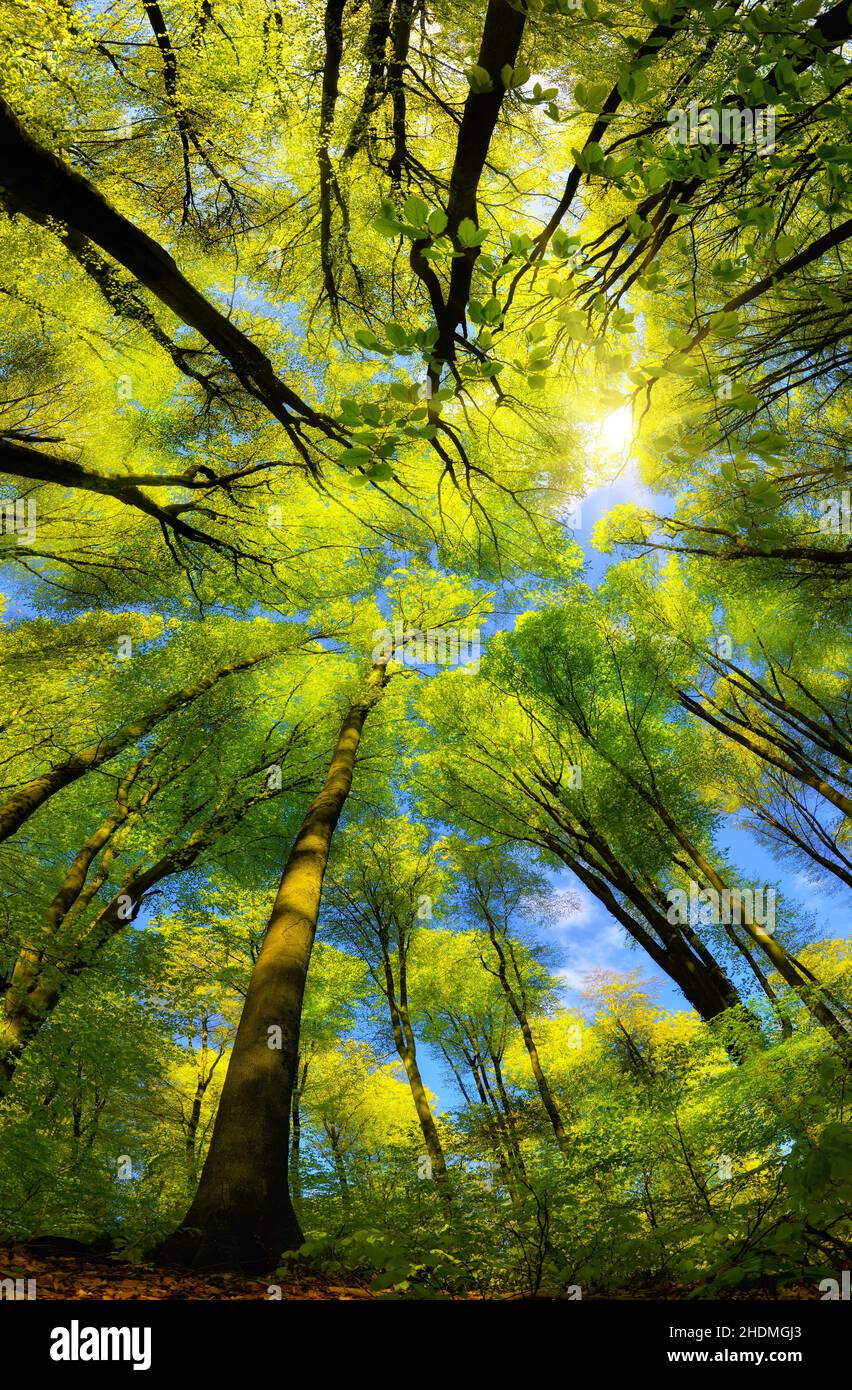 deciduous forest, treetop, tree tops, deciduous forests, treetops Stock ...
