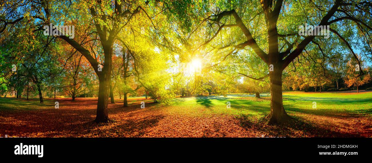 sunlight, park, tree, sun ray, sun rays, sunbeam, sunbeams, sunlights ...