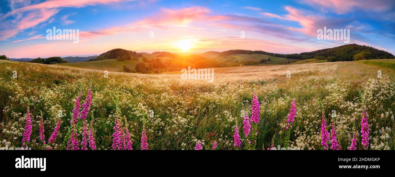 sunset, field, evening light, sunsets, fields, evening lights Stock ...