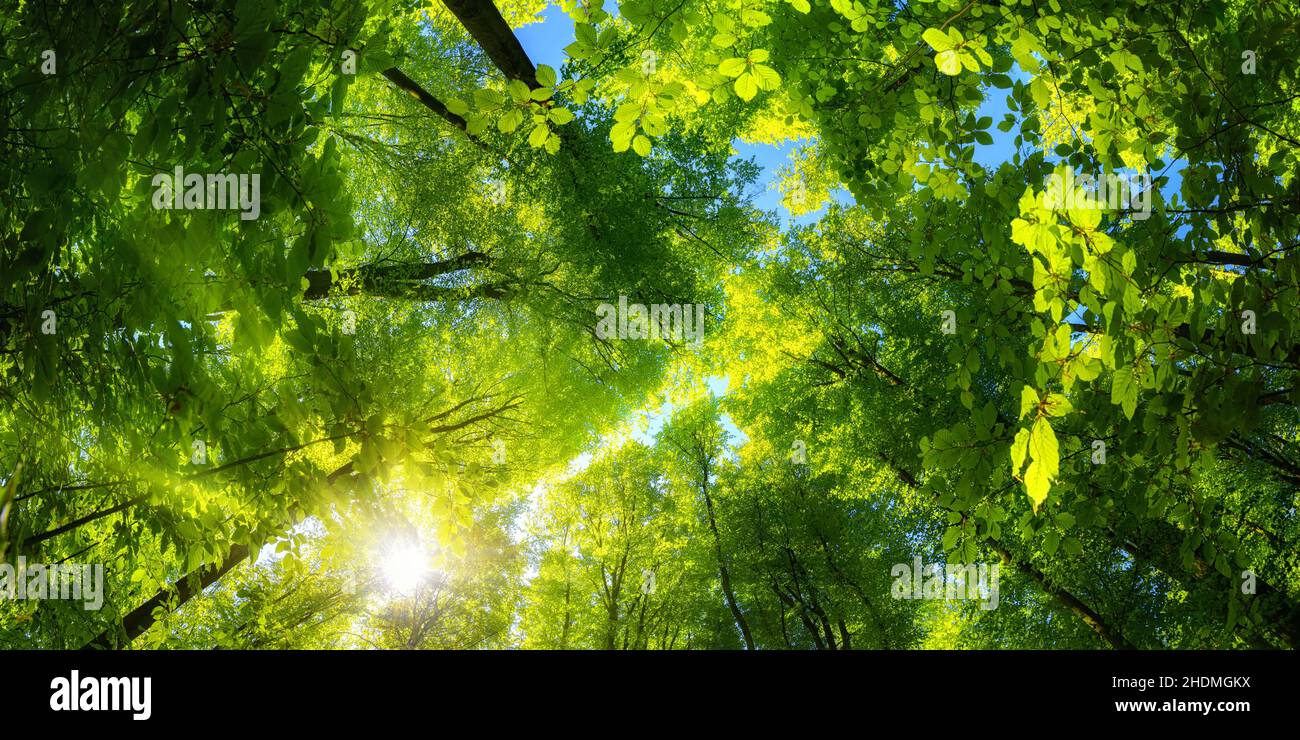 sunlight, forest, tree canopy, sun ray, sun rays, sunbeam, sunbeams ...