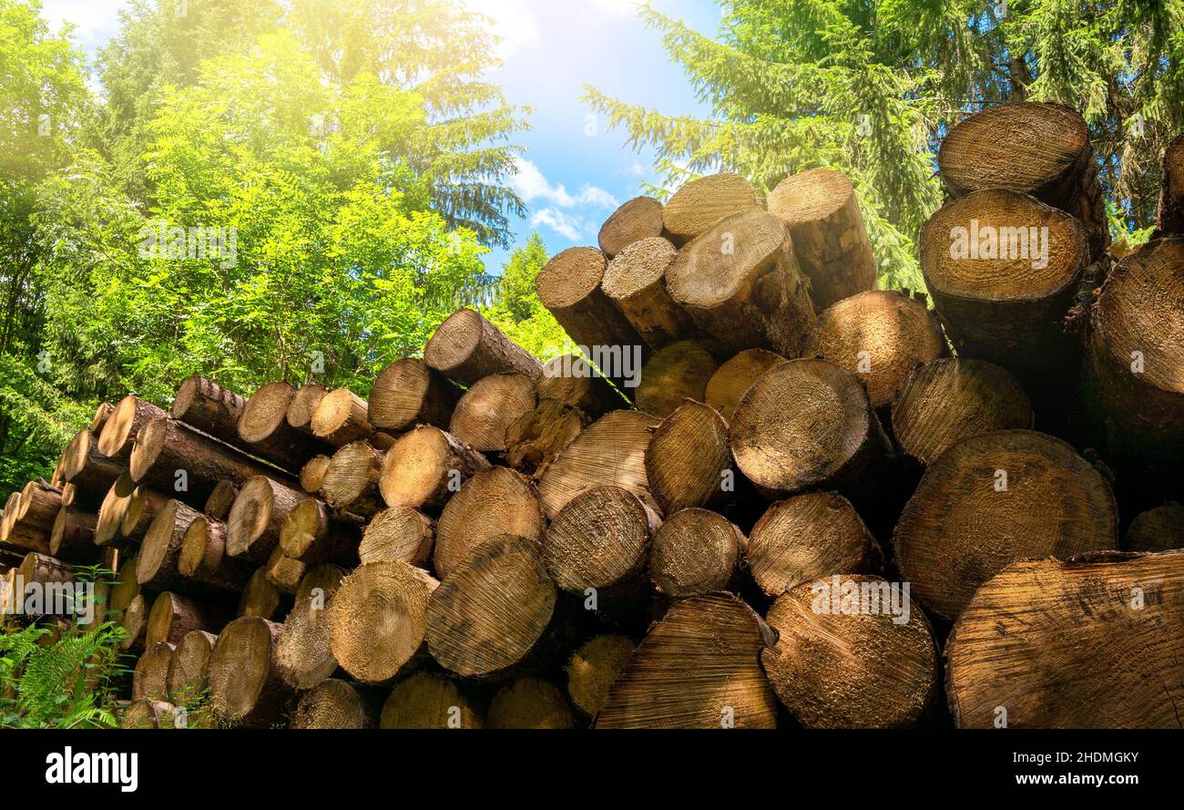 wood pile, tree trunk, forestry, wood piles, trunks, forestries Stock ...