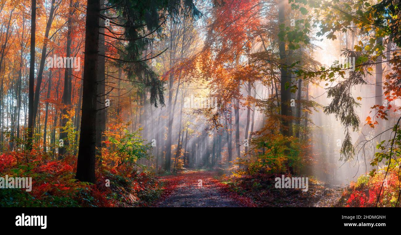 forest, autumn, fog, sunbeams, forests, wood, woodland, woods, fall ...