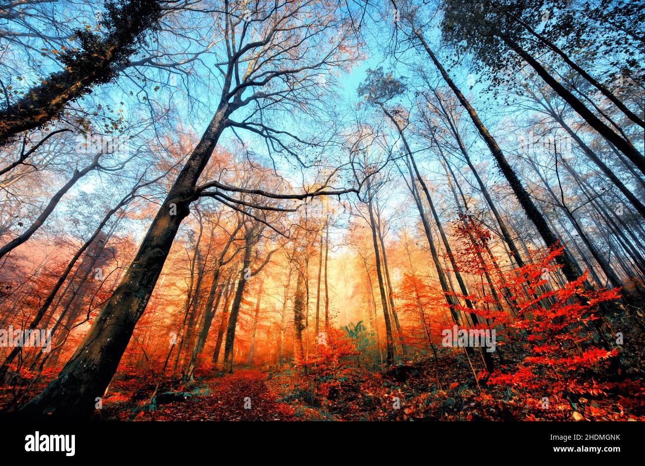 forest, autumn forest, treetop, forests, wood, woodland, woods, autumn ...