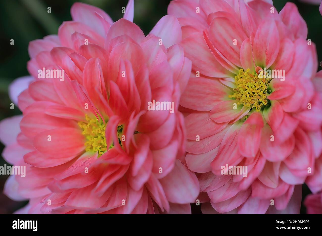 Pink mums hi-res stock photography and images - Alamy