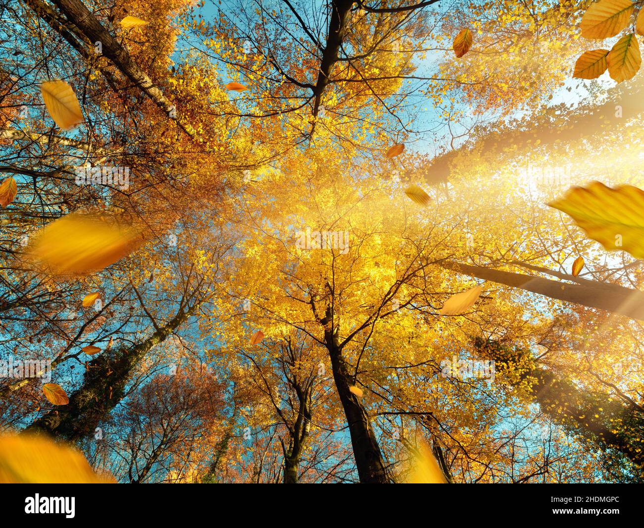 Fall foliages colors hi-res stock photography and images - Alamy