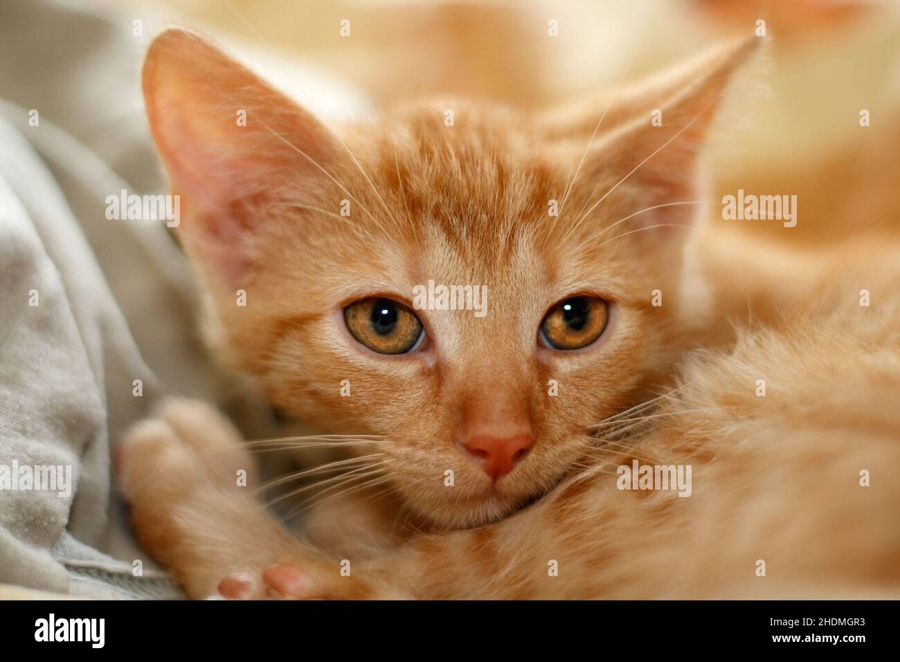 young animal, cat, kittens, young animals, cats, kitten Stock Photo - Alamy