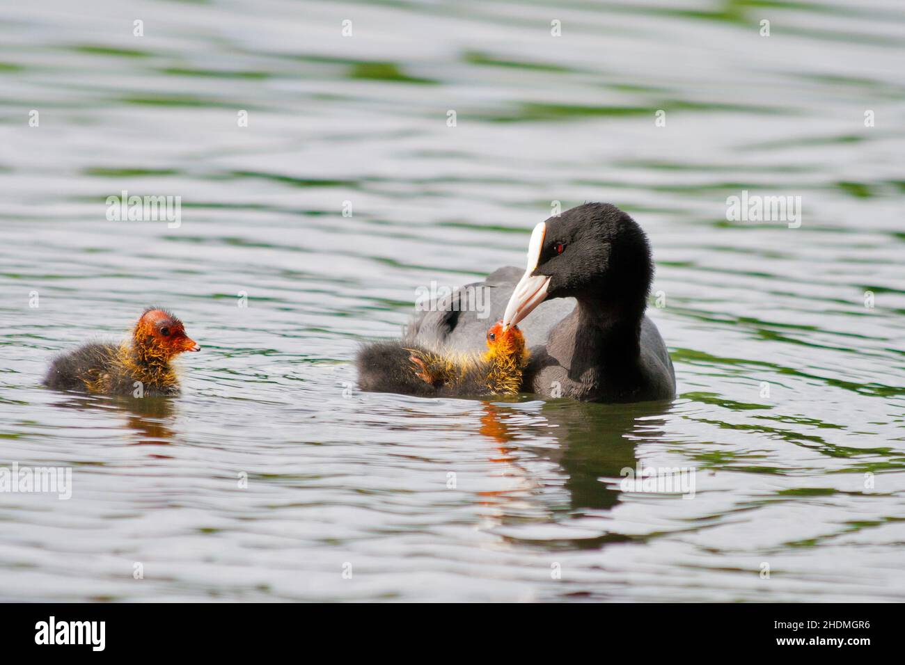 water birds, coot, waterbird, coots Stock Photo - Alamy