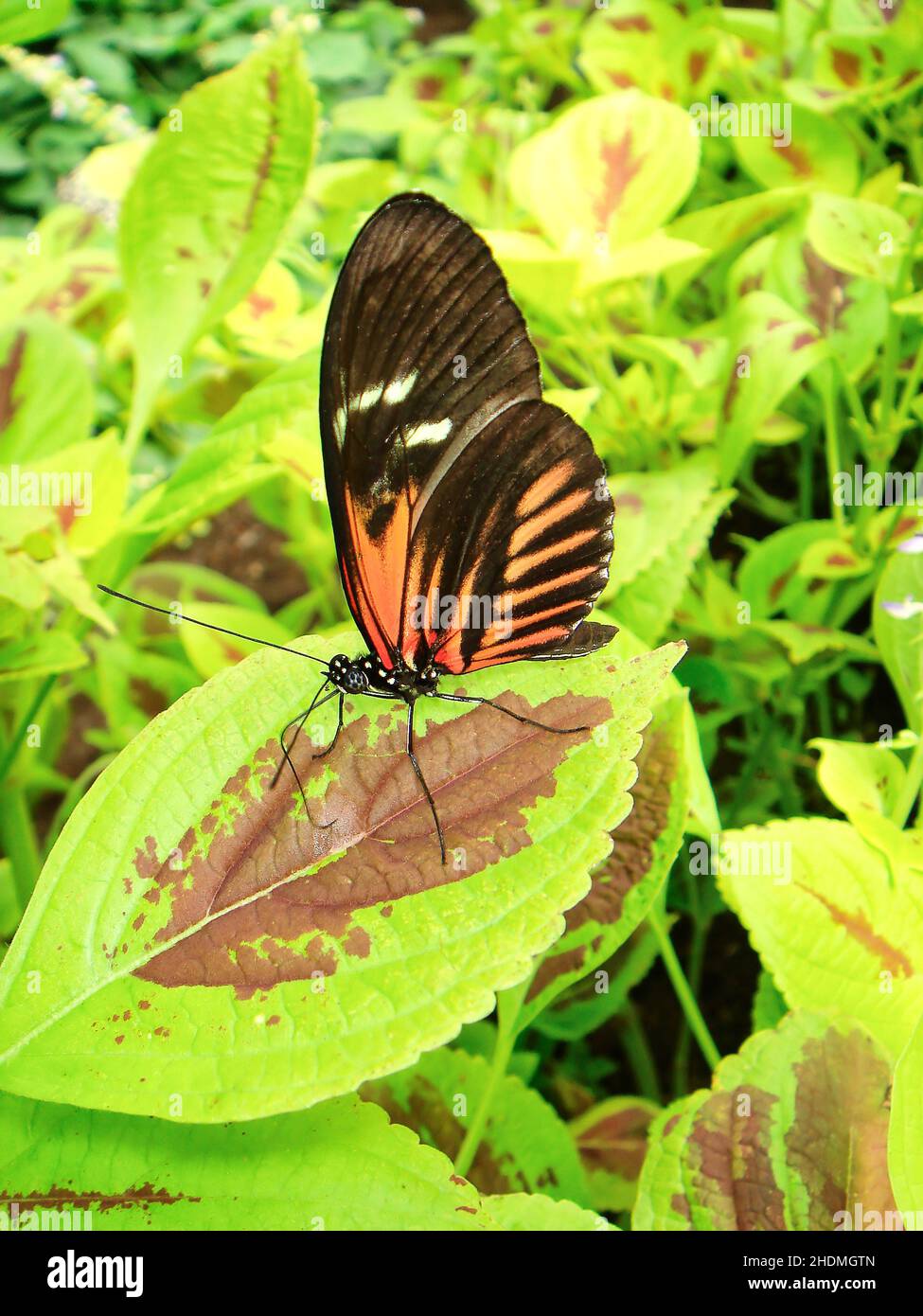 butterfly, Laparus doris, butterflies Stock Photo - Alamy