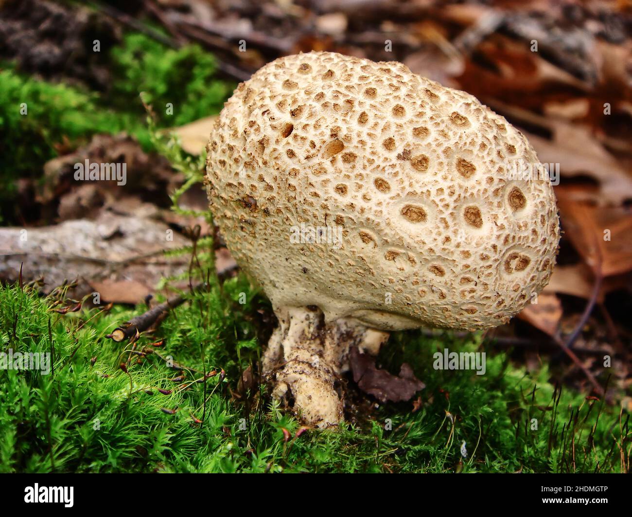 puffball mushroom, scleroderma, puffball mushrooms Stock Photo - Alamy