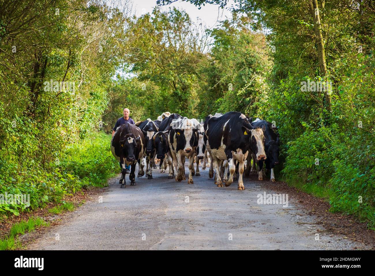 bringing the cows home Stock Photo - Alamy bringing the cows home Stock Photo - Alamy