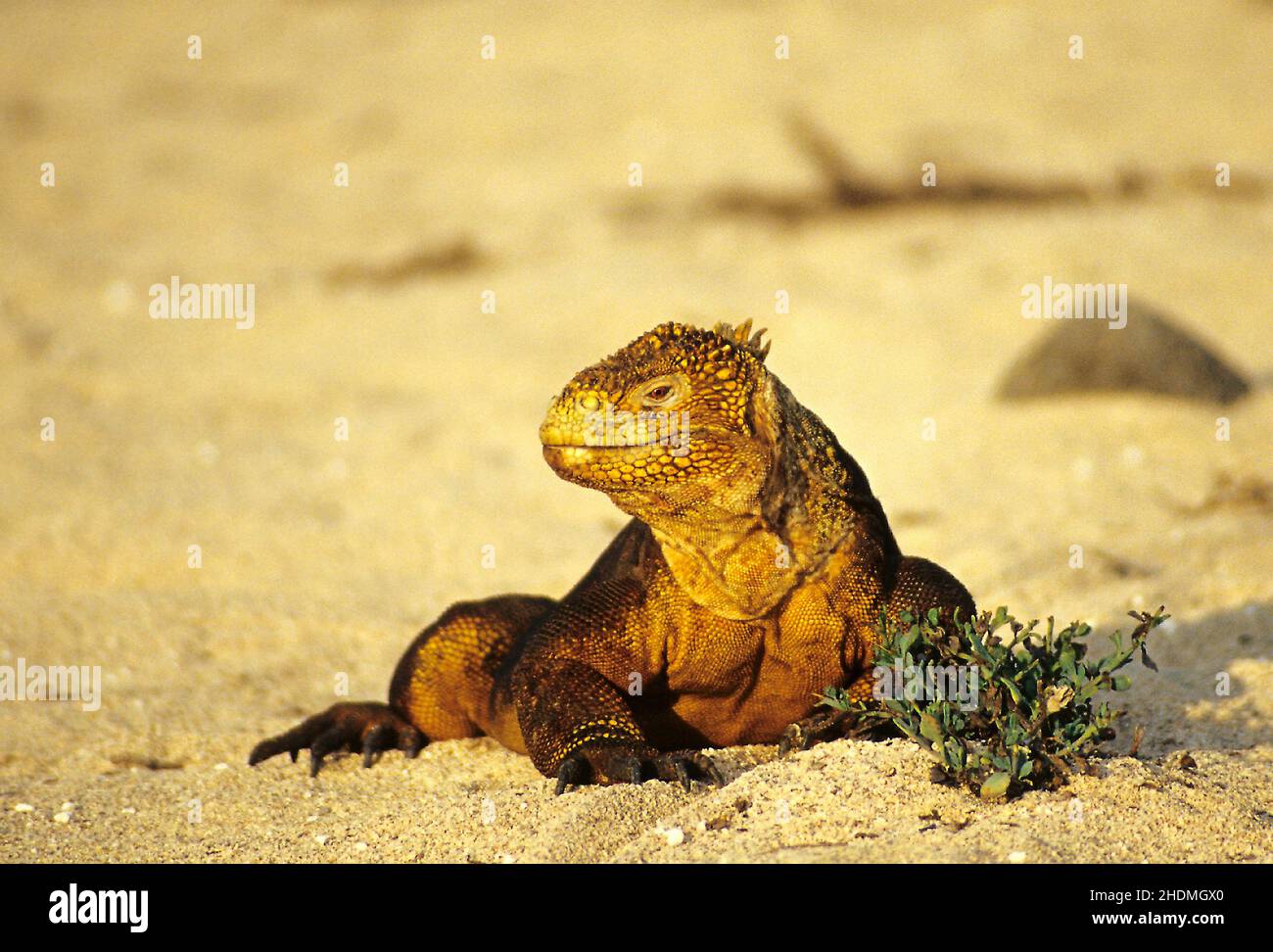 lizard, iguana family, lizards, iguana families Stock Photo - Alamy