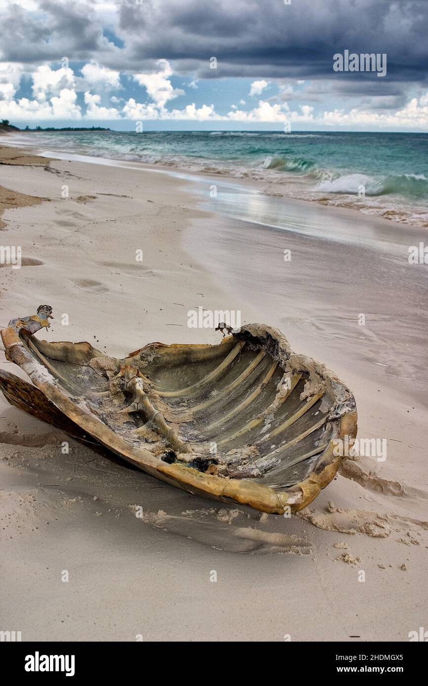 tortoise shell, tortoise shells Stock Photo - Alamy
