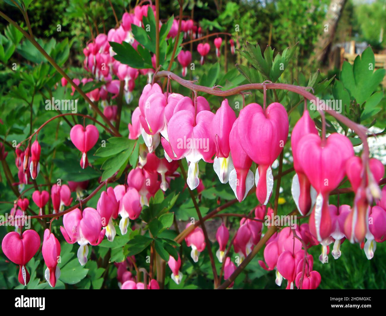 watery heart, watery hearts Stock Photo - Alamy