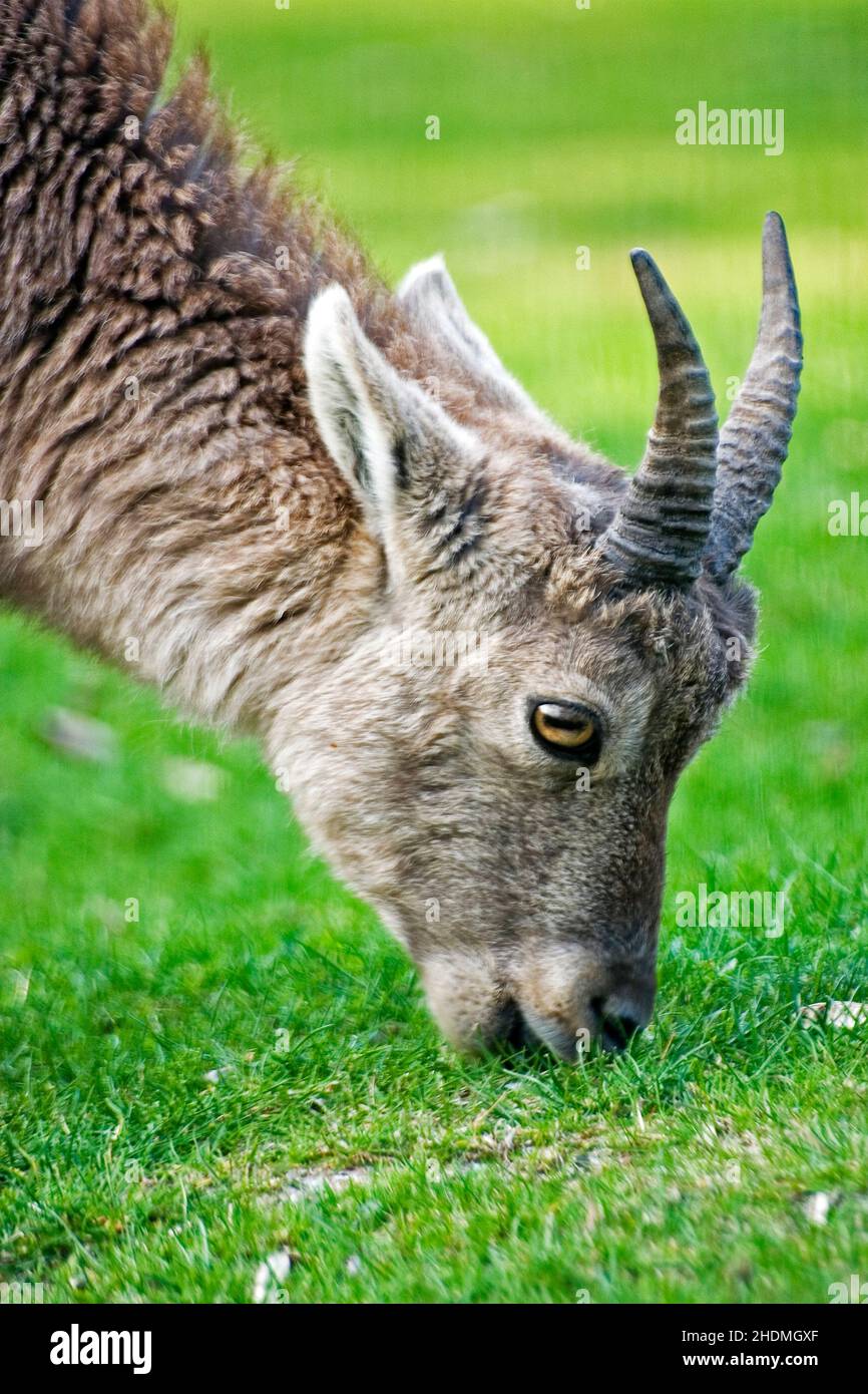 mountain goat, snow goat, mountain goats Stock Photo - Alamy