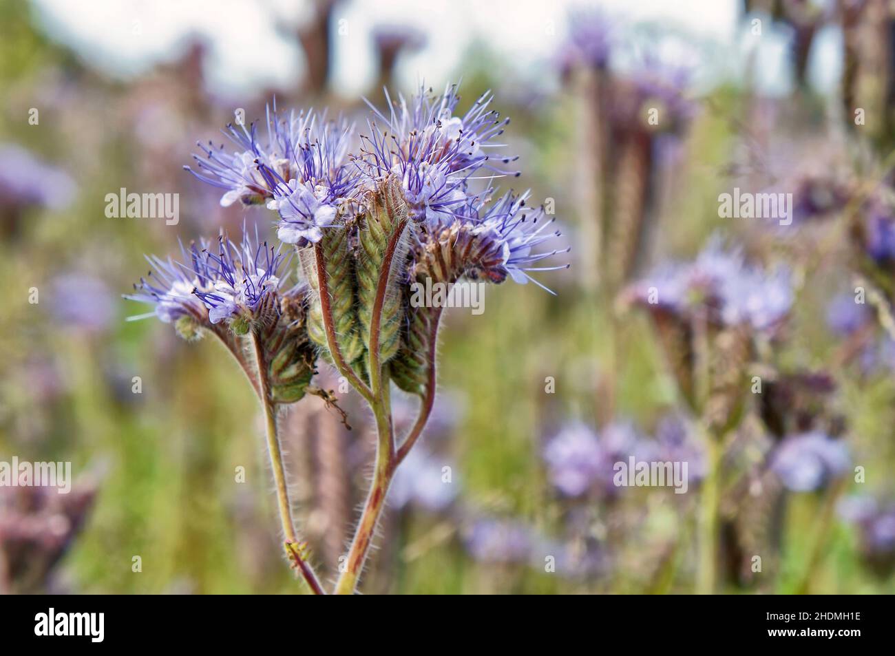 phacelia, honey plant, phacelias, honey plants Stock Photo - Alamy