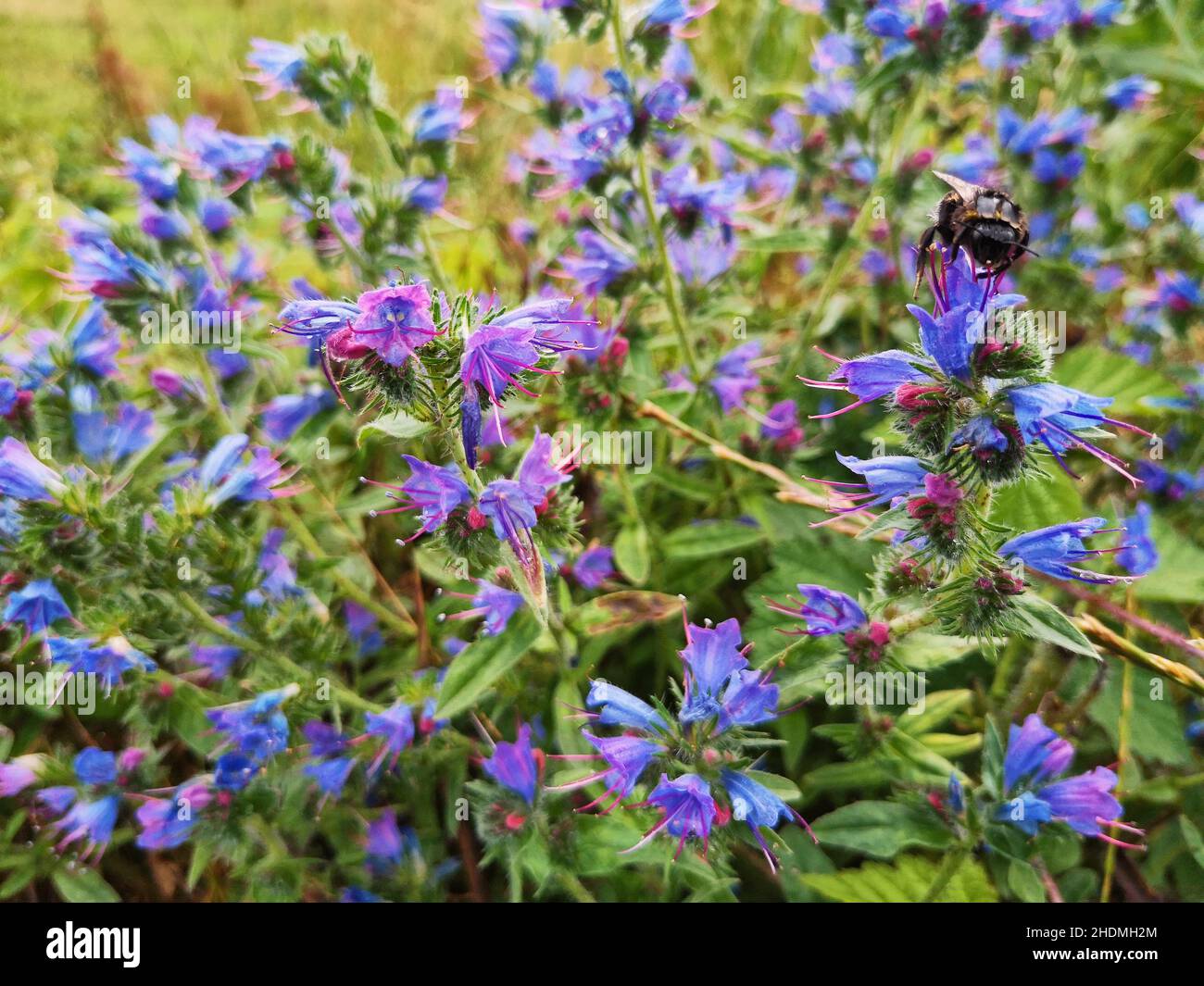 purple viper's-bugloss, paterson's curse Stock Photo - Alamy
