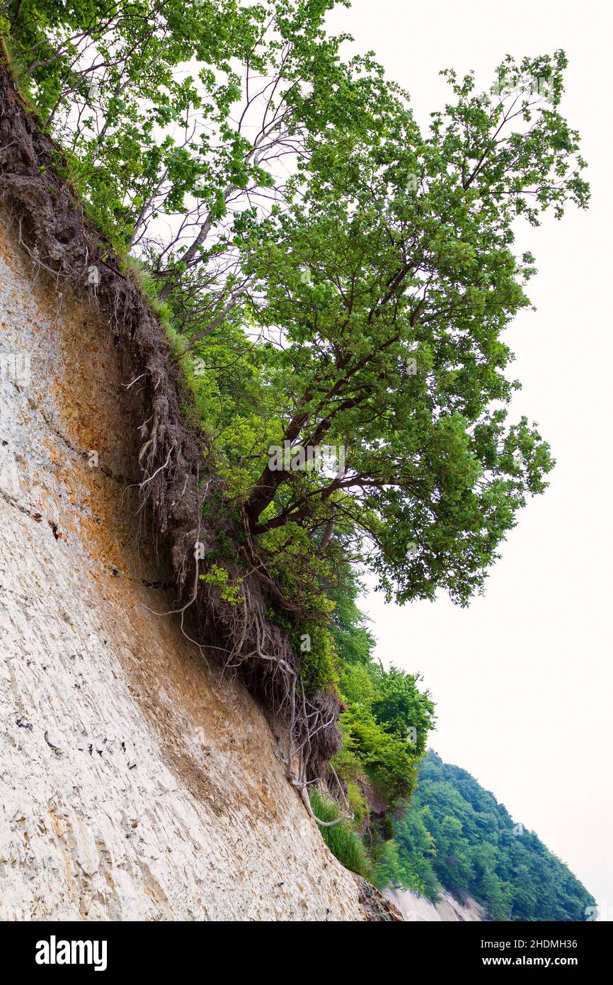 tree, growth, cliff, trees, growths, rise, cliffs Stock Photo - Alamy