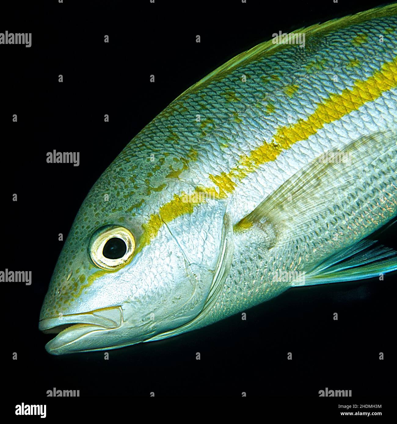 Yellowtail snapper side hi-res stock photography and images - Alamy