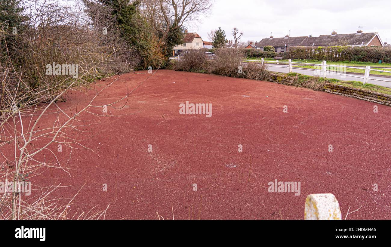 Red pond algae, covering village pond, protozoan Euglean red bloom ...