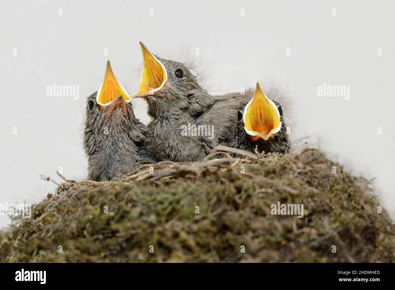 hungry, chicks, black redstart, baby chicken, baby duck, chicken baby ...