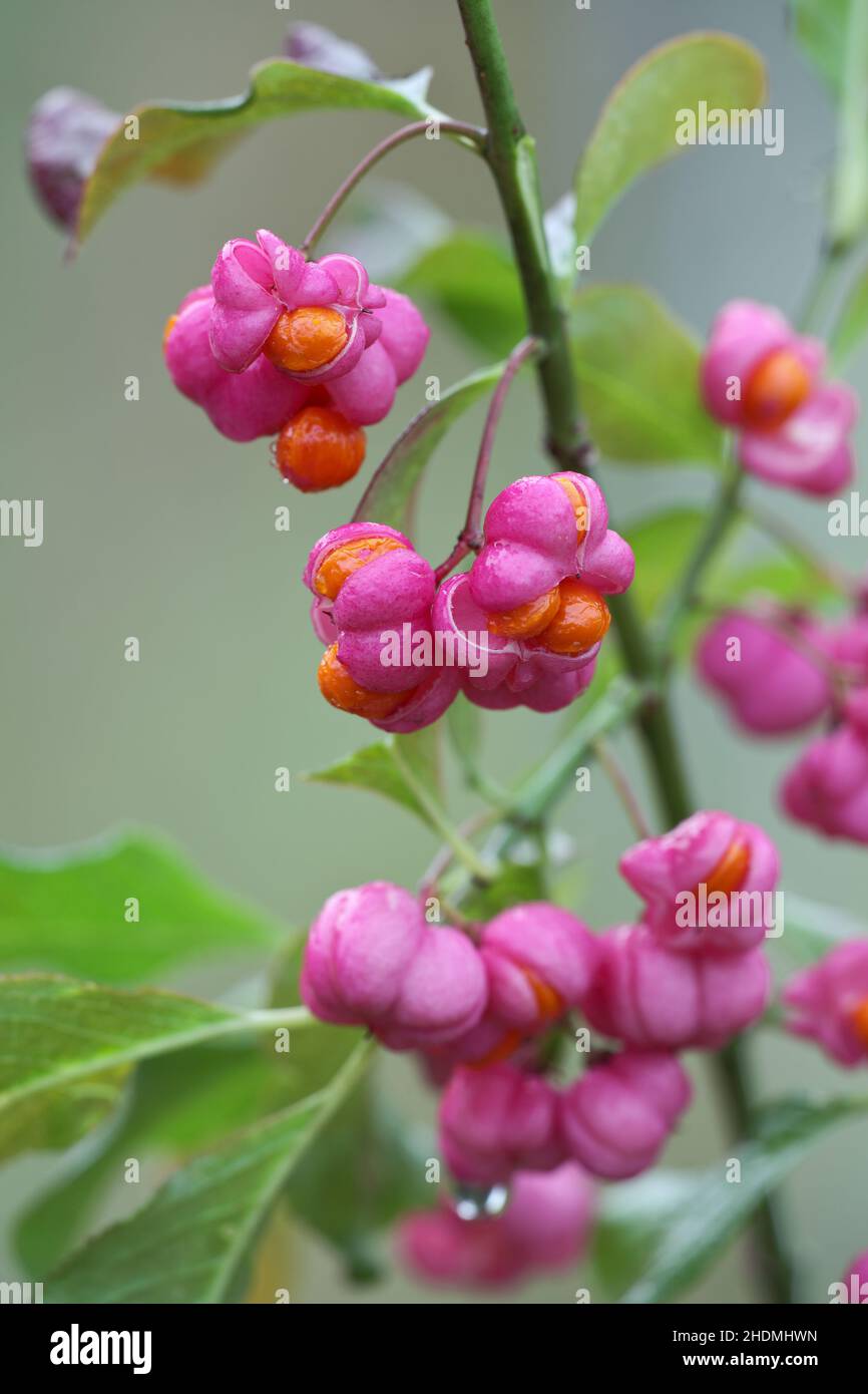 Spindle plant hi-res stock photography and images - Alamy
