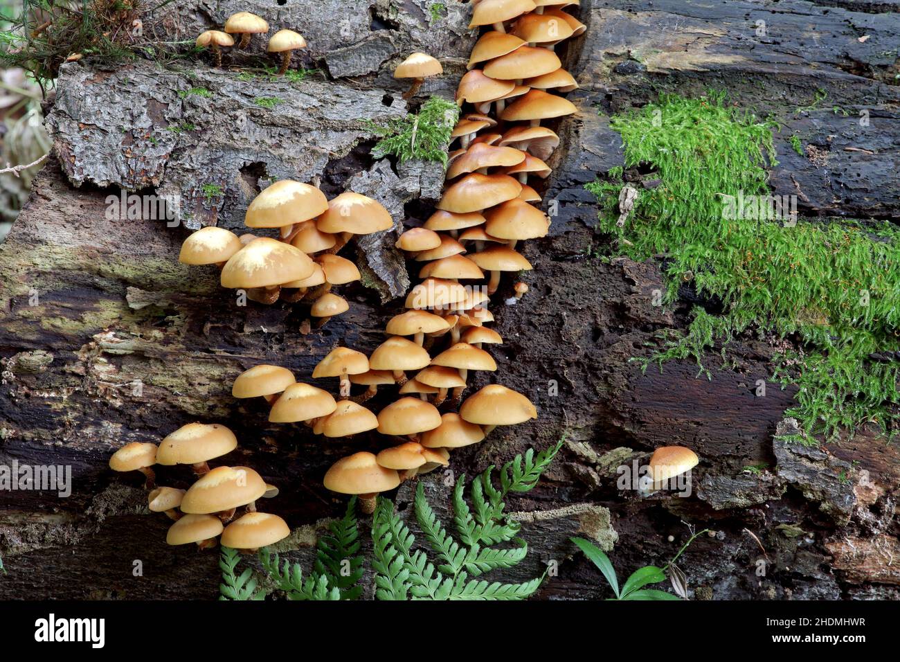 Strophariaceaes hi-res stock photography and images - Alamy