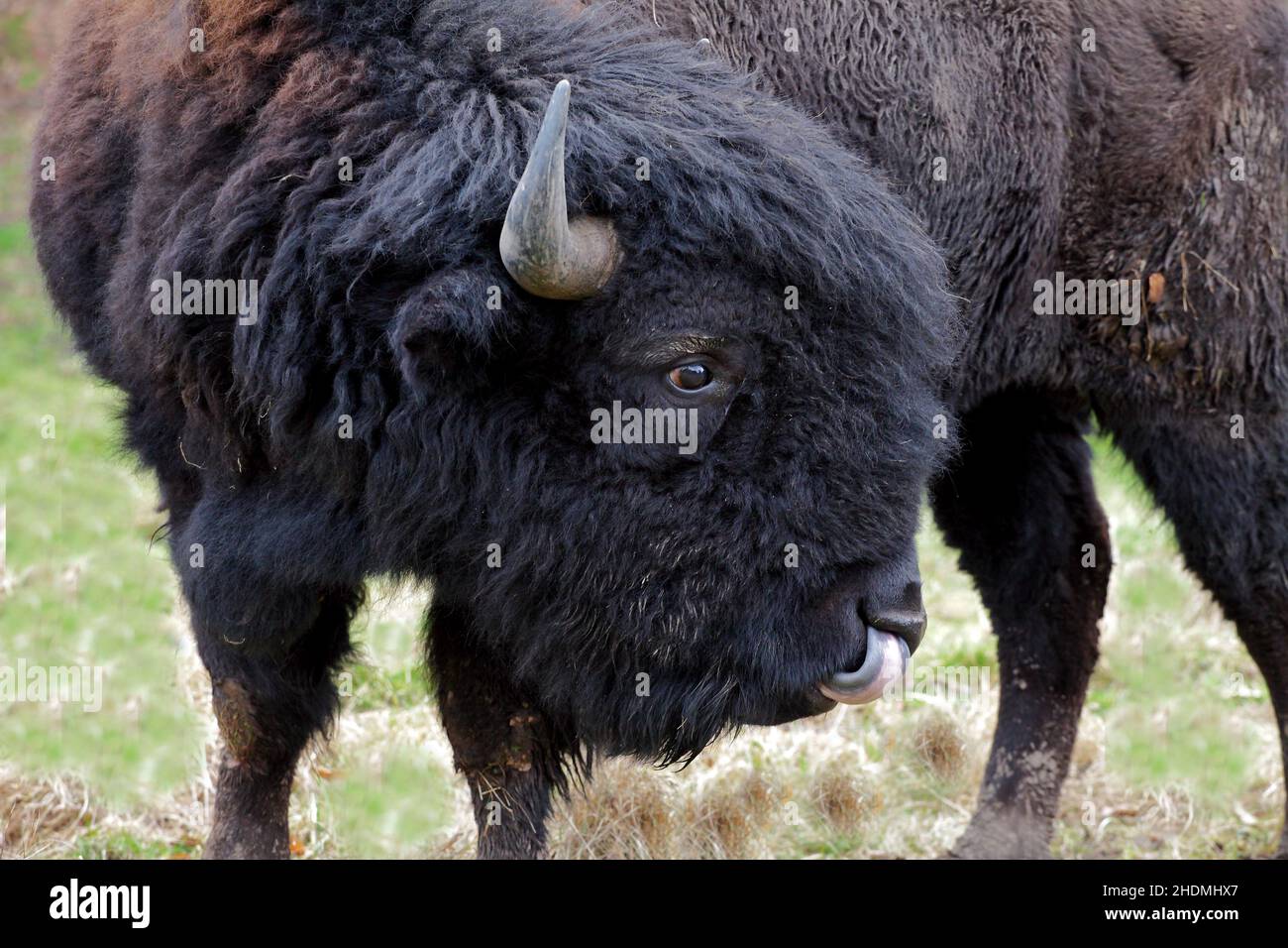 bison, buffalo, bisons, buffalos Stock Photo - Alamy