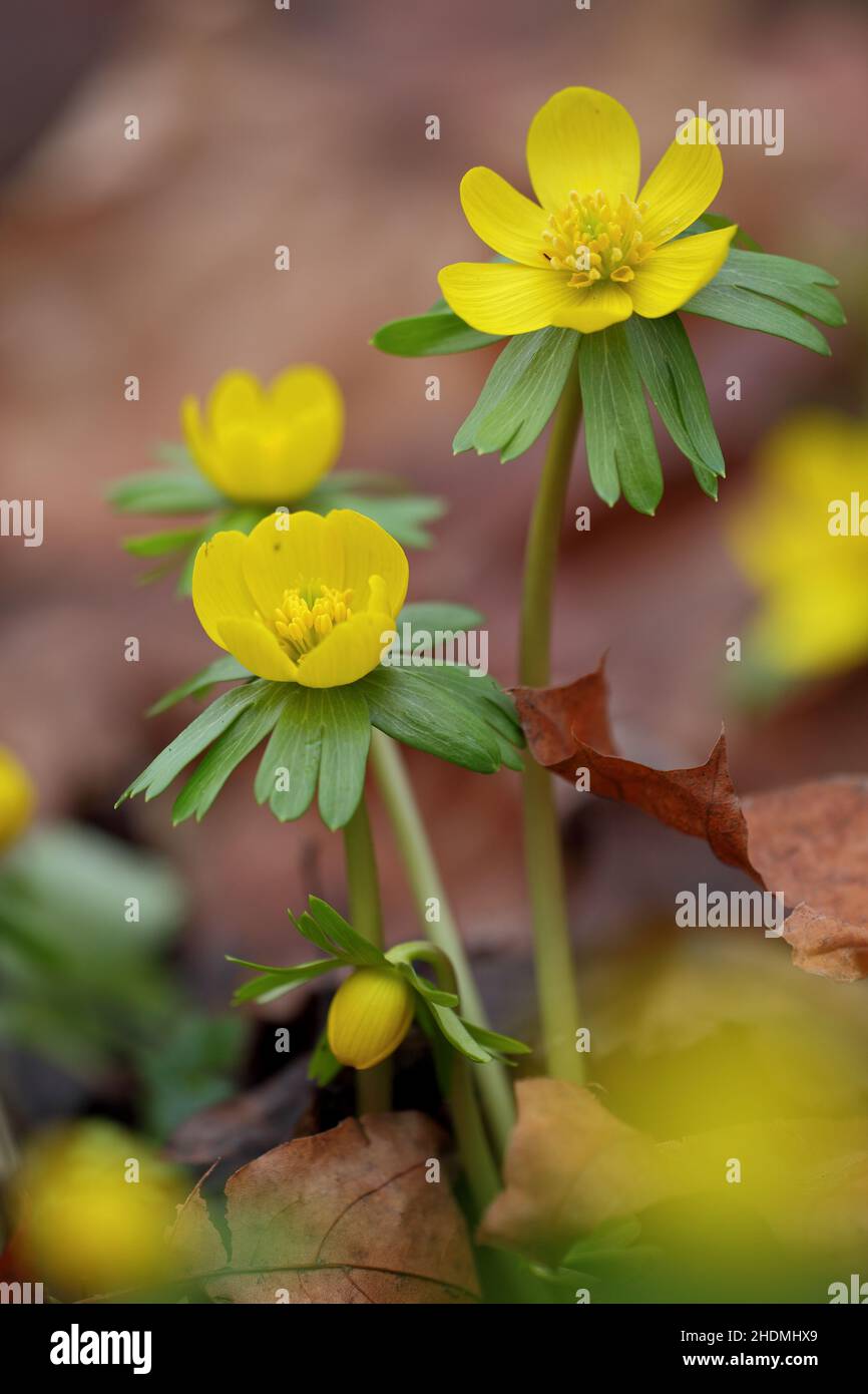 spring flower, winterling, spring flowers Stock Photo - Alamy