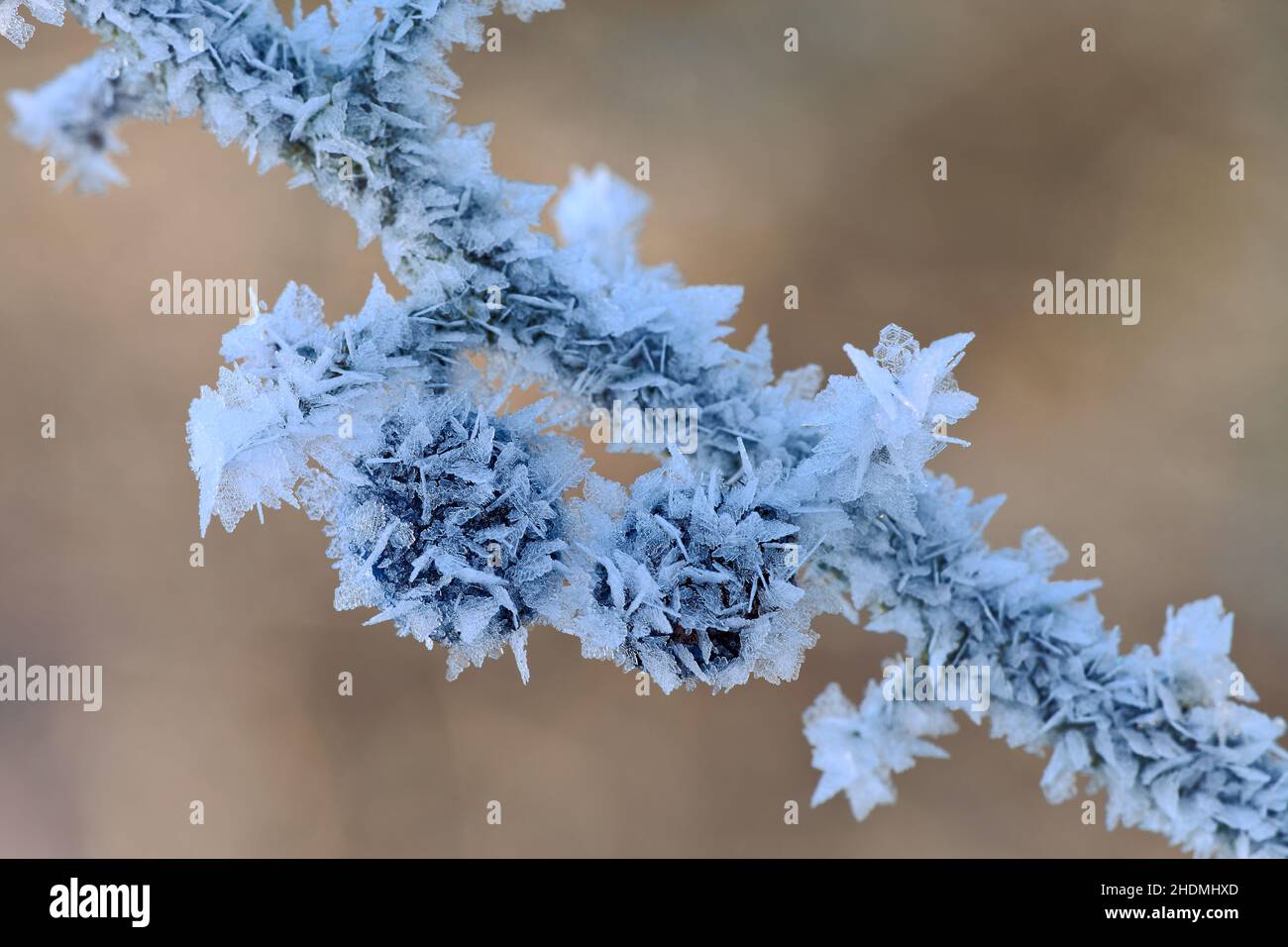 ice crystal, blackthorn, ice crystals, blackthorns Stock Photo - Alamy