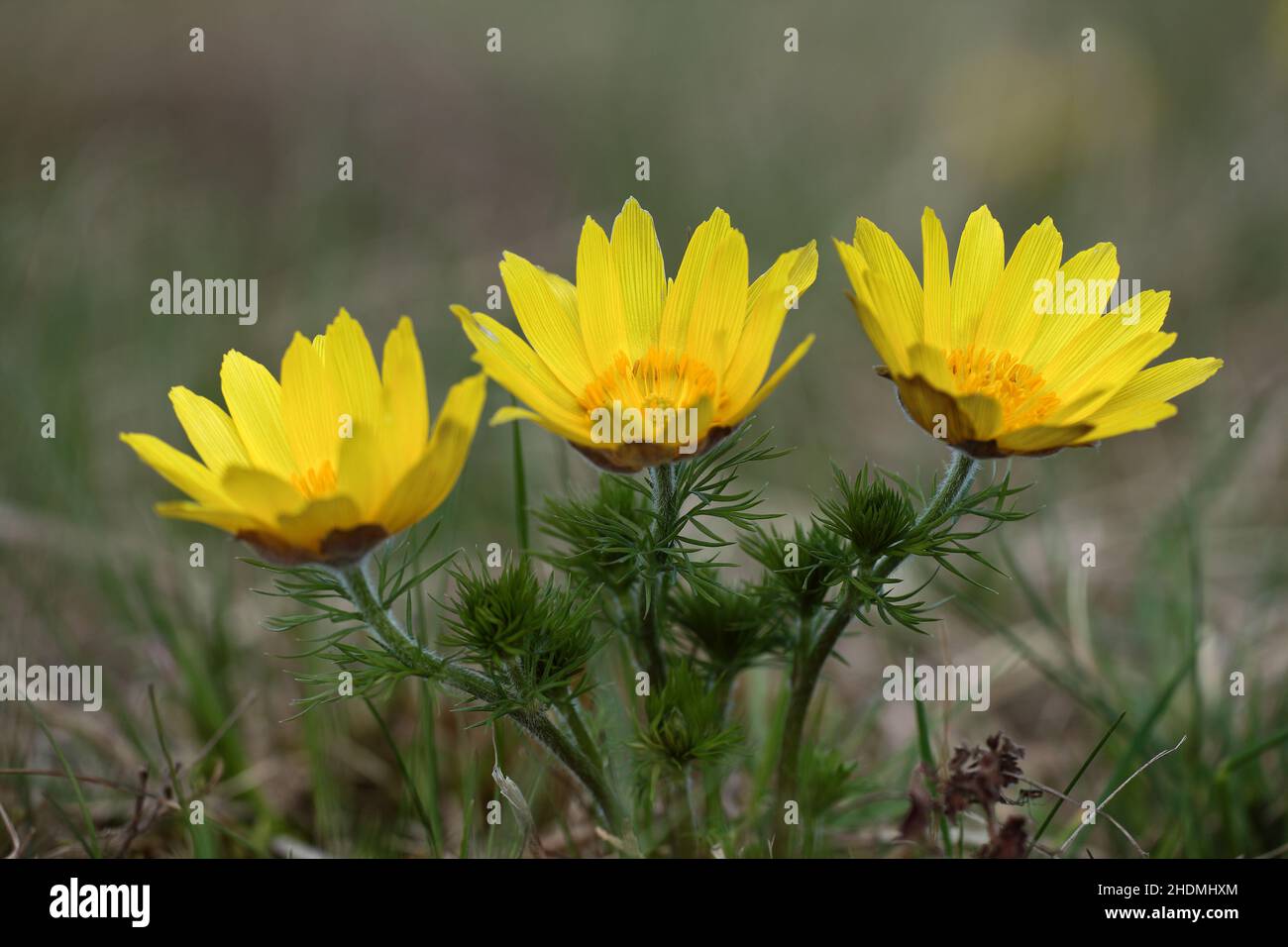 Spring adonis rose hi-res stock photography and images - Alamy