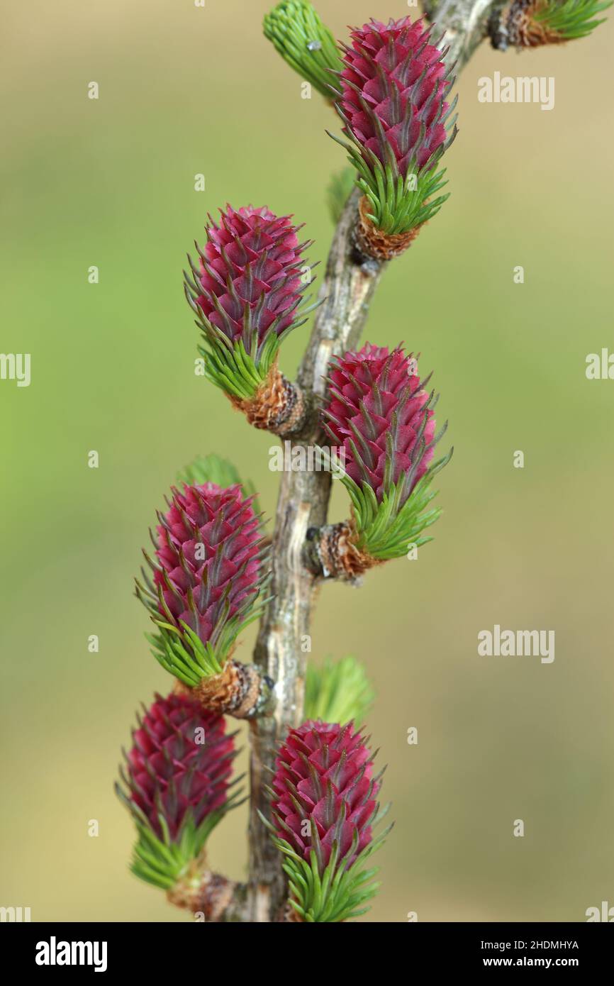 Coniferous branchs hi-res stock photography and images - Alamy