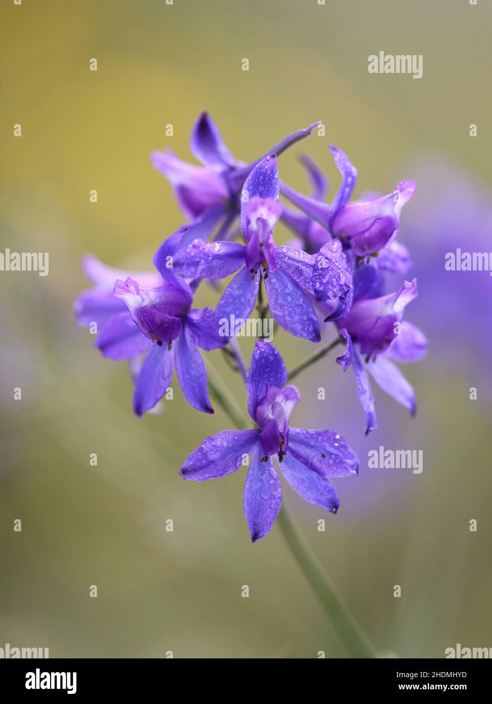 larkspur, field larkspur, larkspurs, field larkspurs Stock Photo - Alamy