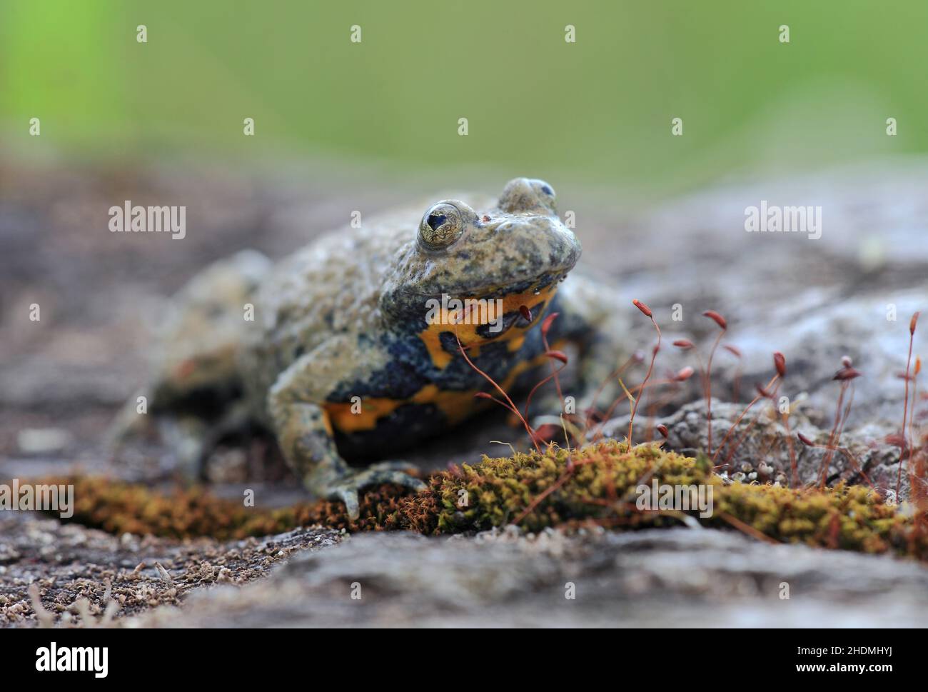 toad, yellow bellied toad, toads Stock Photo - Alamy