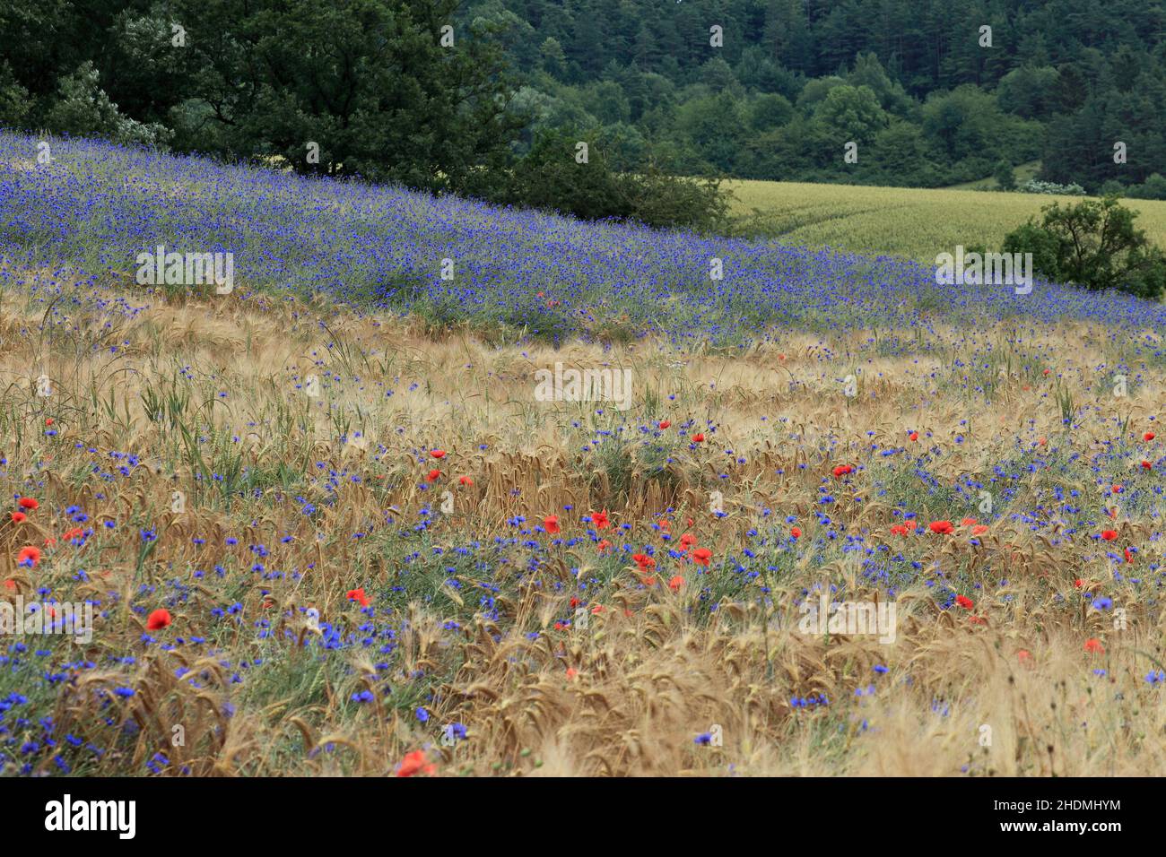 cornflower, corn field, wildflower, cornflower field, cornflowers, corn ...