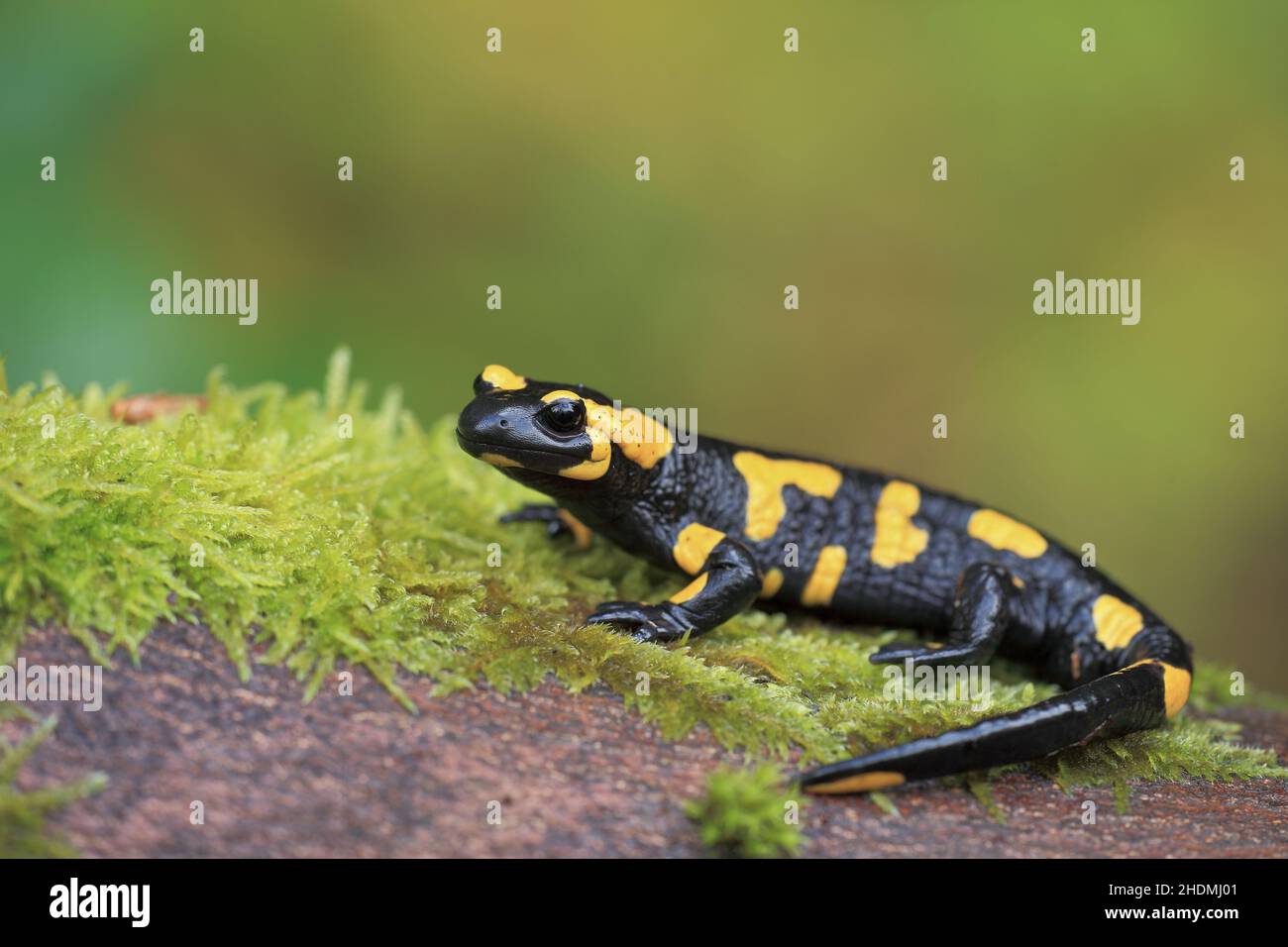 fire salamander, fire salamanders Stock Photo - Alamy