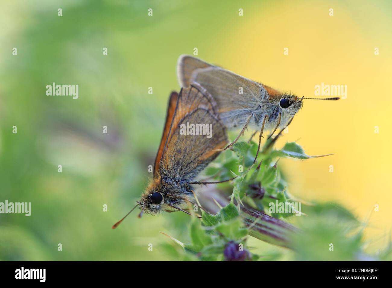 mating, skipper butterfly, skipper butterflies Stock Photo - Alamy