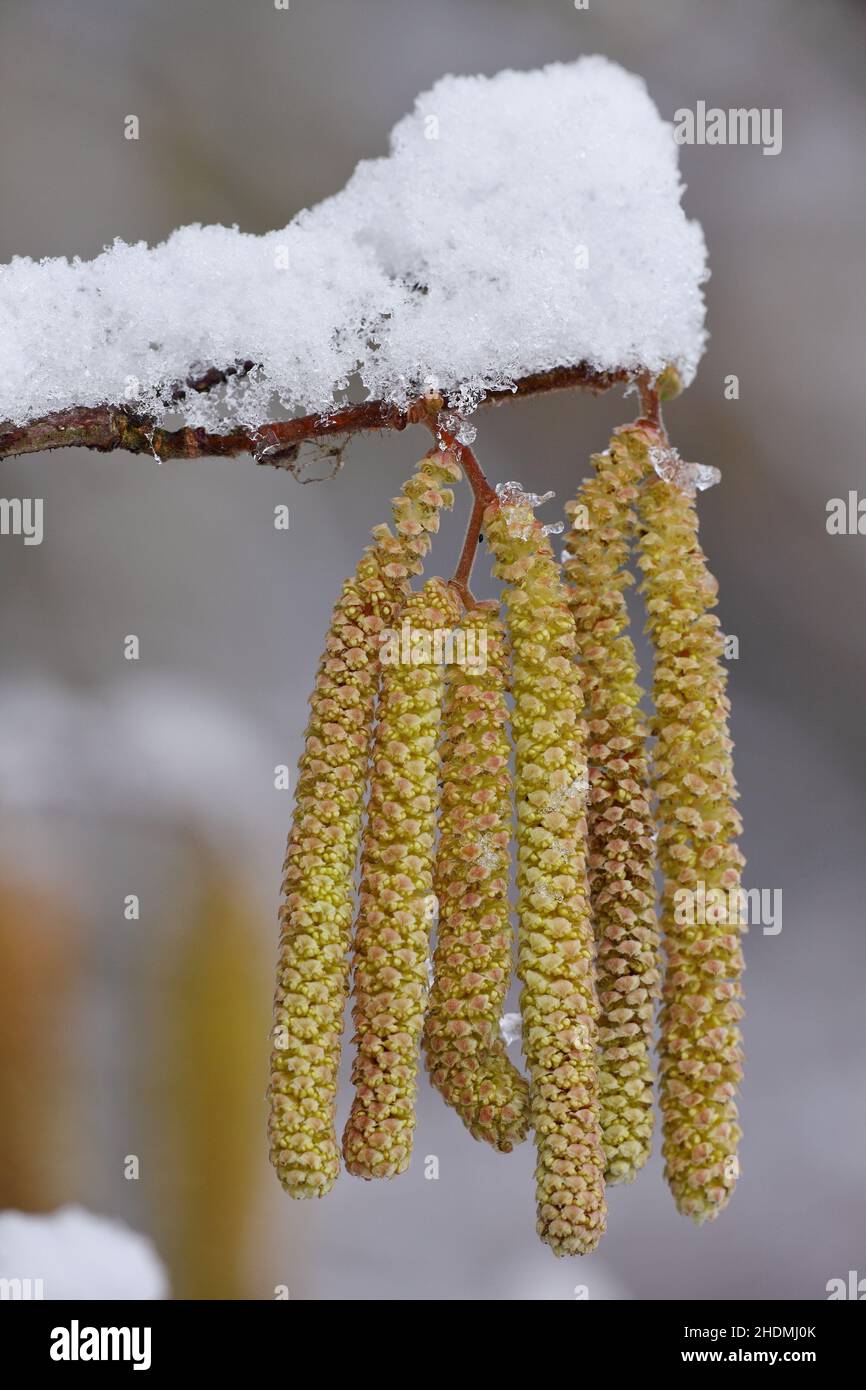 hazel shrub, hazel shrubs Stock Photo - Alamy