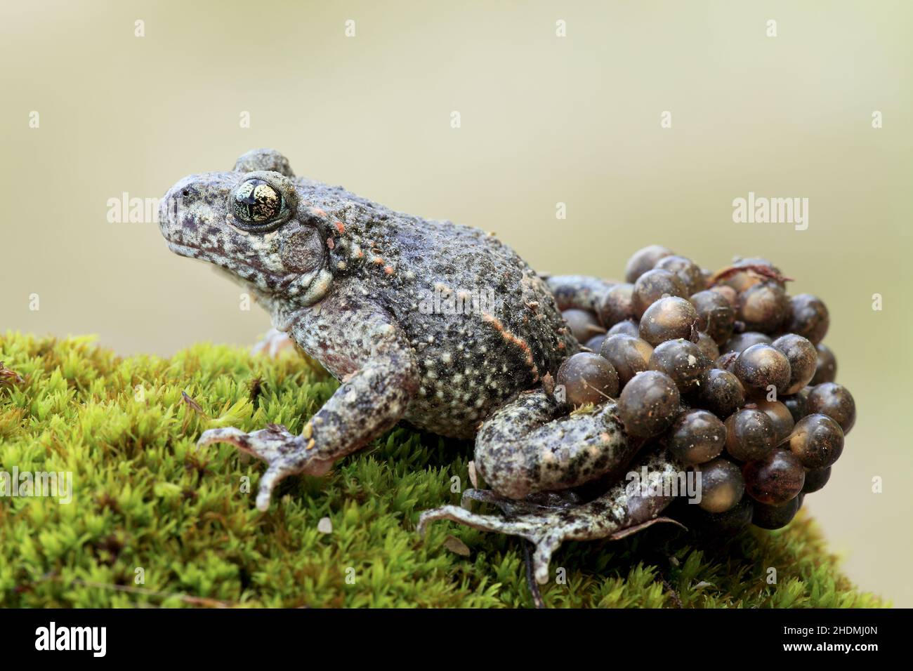 toads spawning, midwife toad, midwife toads Stock Photo - Alamy