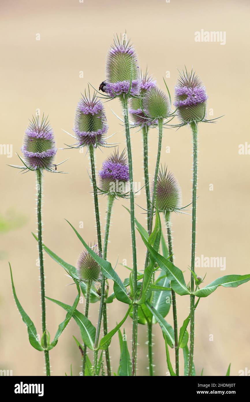 Warm teasel hi-res stock photography and images - Alamy
