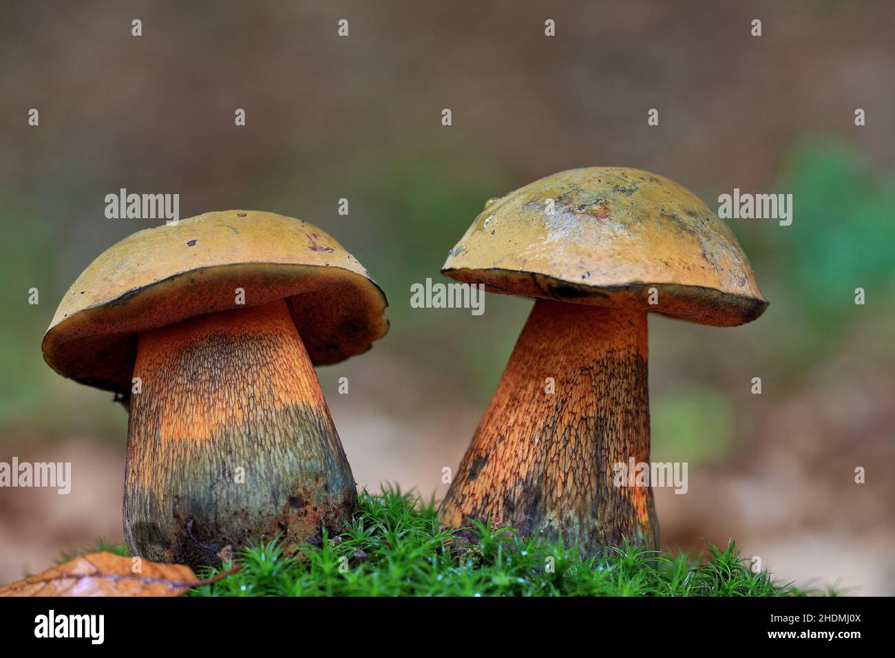 Lurid colors hi-res stock photography and images - Alamy