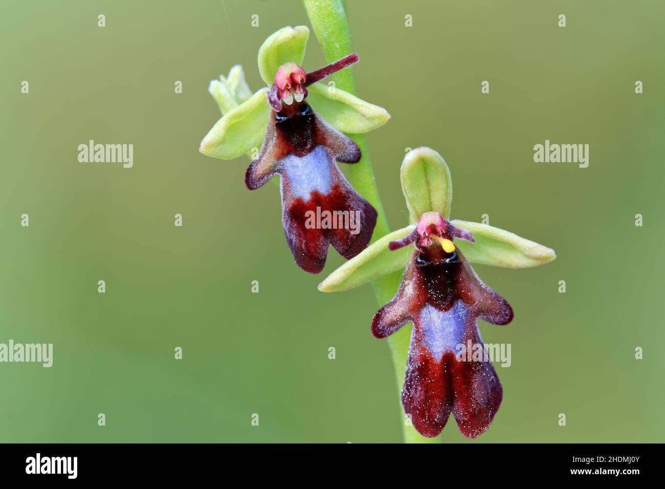 fly orchid, ophrys, fly orchids Stock Photo - Alamy