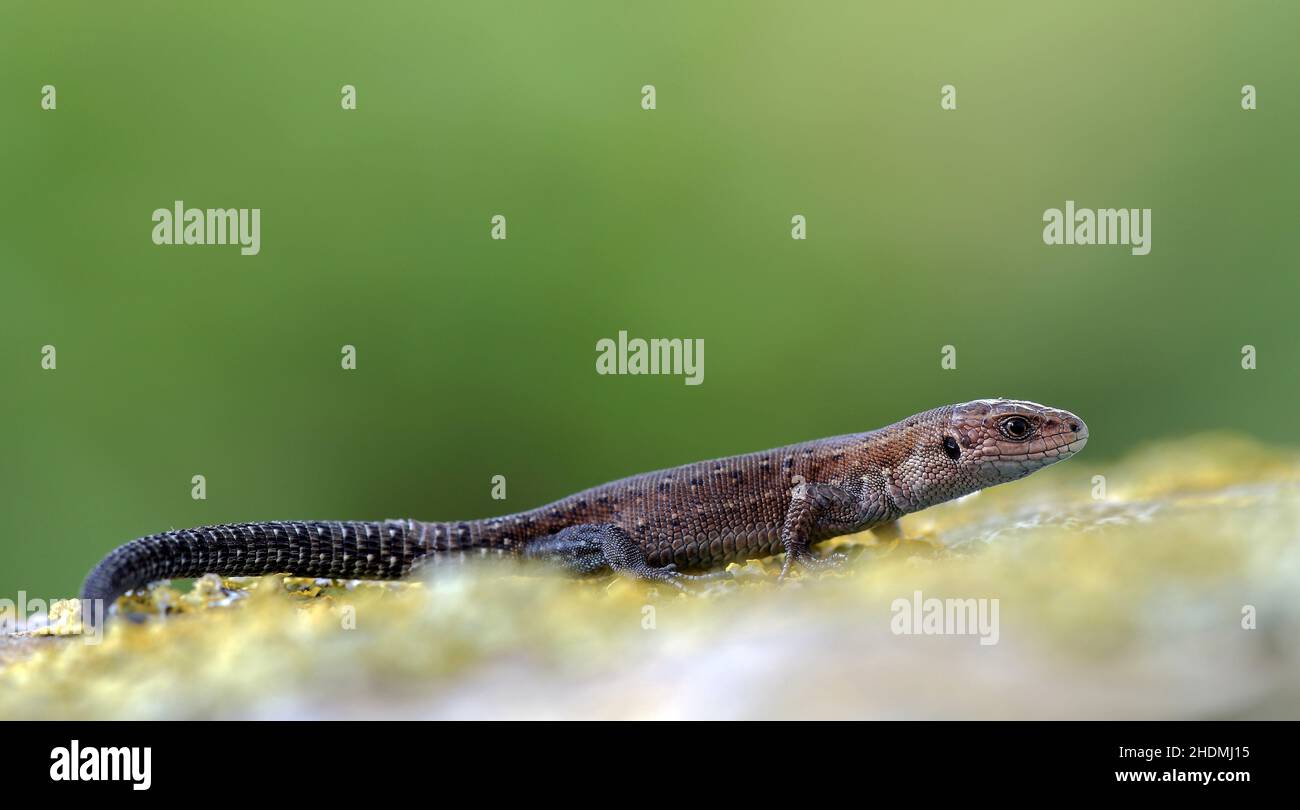 forest lizard, forest lizards Stock Photo - Alamy